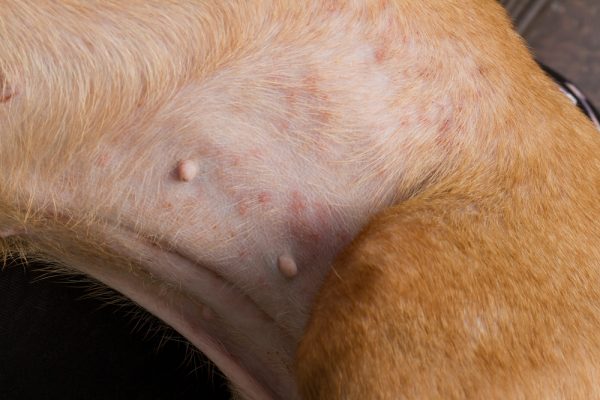 Yeast Infection in Dogs: Causes, Signs & Treatment (Vet Answer) – Dogster