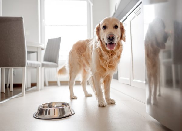 Golden Retriever Dog Breed: Info, Pictures, Care & More – Dogster