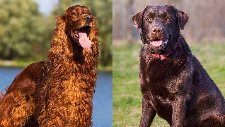 Irish Setter: Info, Pictures, Facts & Traits – Dogster