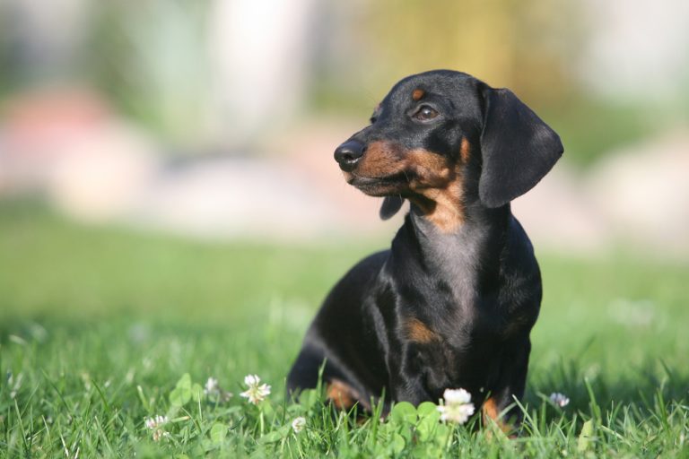 150+ Dachshund Names for Your Adorable Wiener Dog – Dogster