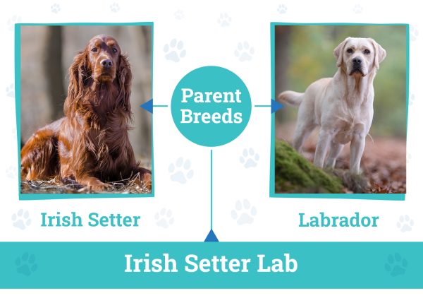 Irish Setter Lab Mix: Info, Pictures, Care & Facts – Dogster
