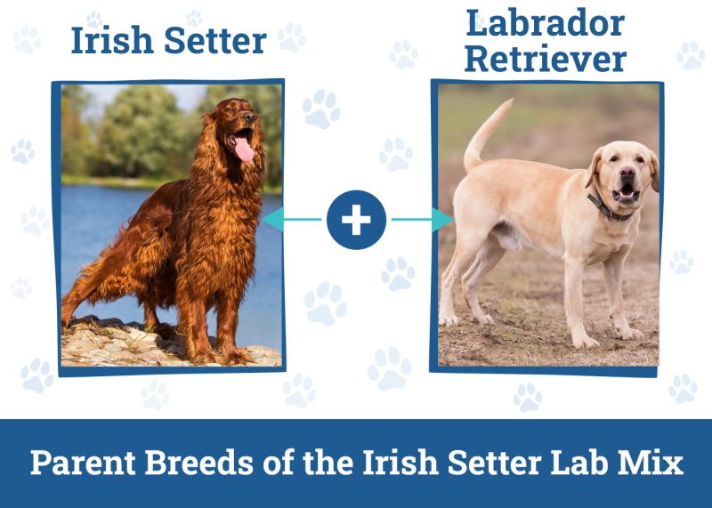 Irish Setter Lab Mix: Info, Pictures, Care & Facts – Dogster