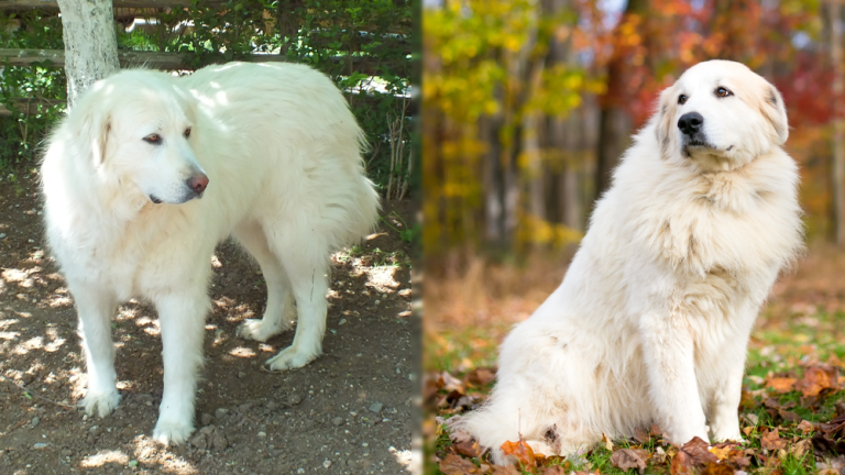 Akbash Pyrenees (Akbash & Great Pyrenees Mix): Info, Pictures, Care ...