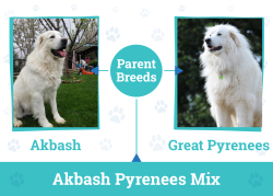 Akbash Pyrenees (Akbash & Great Pyrenees Mix): Info, Pictures, Care ...