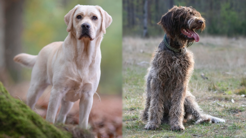 Griffondor: Breed Info, Pictures, Temperament & Traits – Dogster