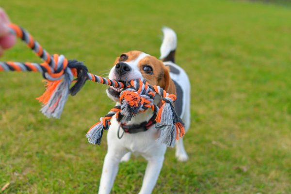 Why Do Dogs Like Tug of War? Vet-Approved Benefits, Tips ...