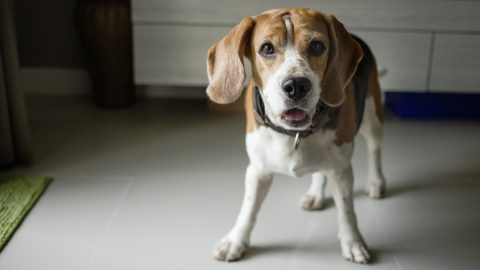 Why Is My Dog Restless at Night? 9 Vet-Reviewed Reasons – Dogster