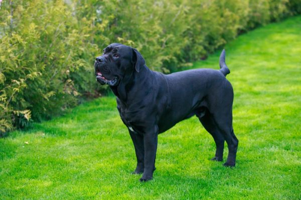 Cane Corso vs Great Dane: The Differences (With Info & Pictures) – Dogster