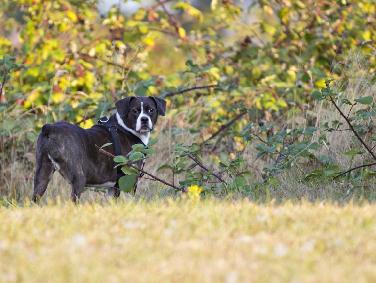 Boglen Terrier Dog Breed: Info, Pictures, Care Guide & More – Dogster