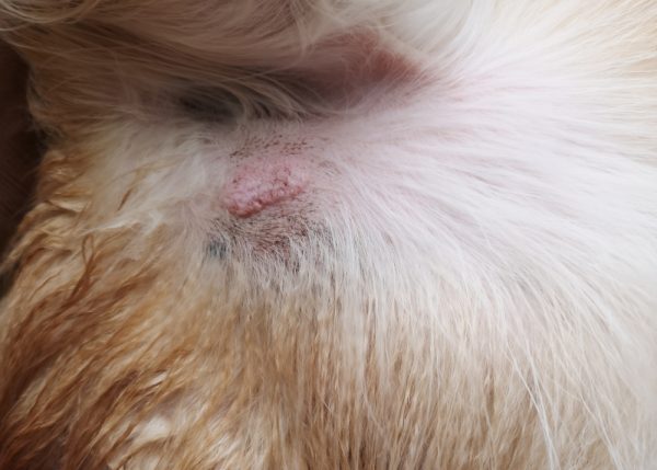Swollen Lymph Nodes in Dogs: Our Vet Explains the Signs, Causes & Care ...