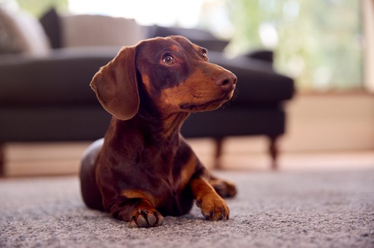 10 Red Dog Breeds: Big, Small & Fluffy (With Info & Pictures) – Dogster