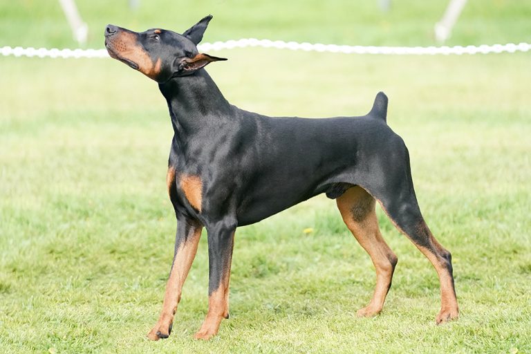 Dog Tail Docking & Ear Cropping: Our Vet Discusses Ethics & Health ...