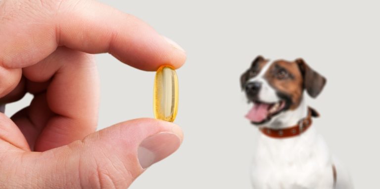 10 Best Dog Supplements In 2025 - Reviews & Top Picks – Dogster