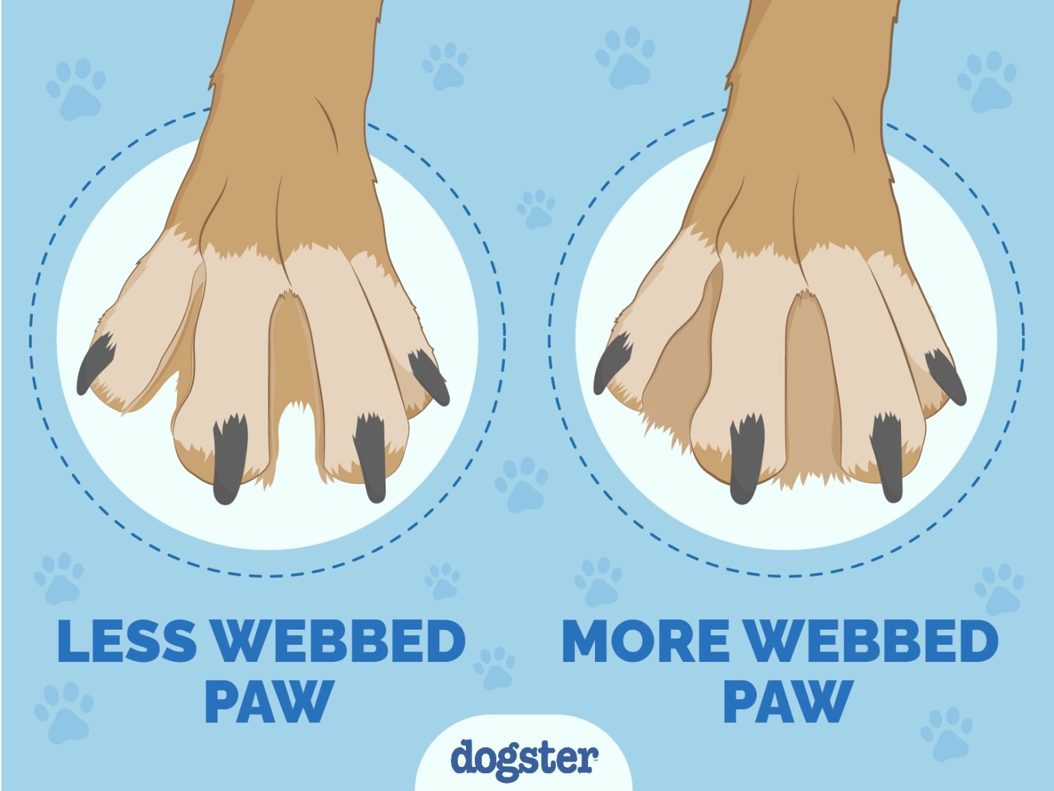 Do All Dogs Have Webbed Feet? 8 Breeds That Do – Dogster