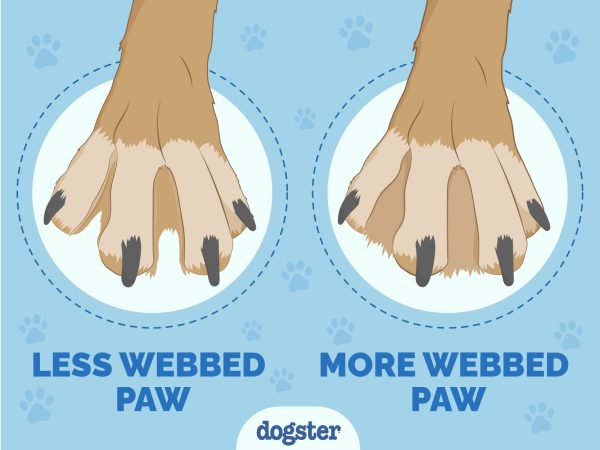 10 Fascinating Facts About Your Dog’s Paws – Dogster