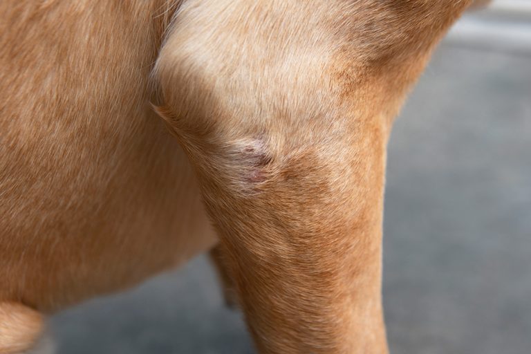 Elbow Dysplasia In Dogs: Our Vet Explains Causes, Signs & Treatment ...