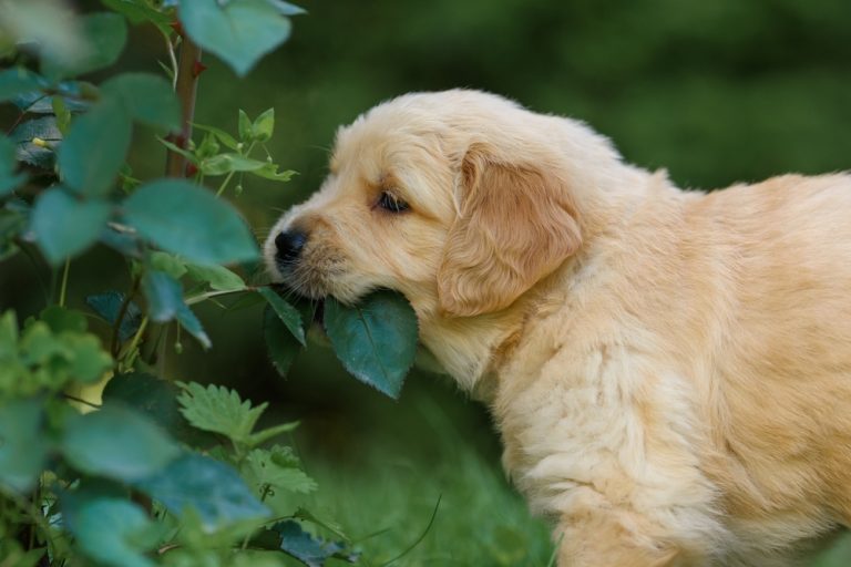 Why Do Dogs Eat Leaves? Vet-Verified Reasons & Risks – Dogster