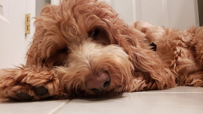 Seizures in Goldendoodles: How Common Are They & What to Do (Vet Answer ...