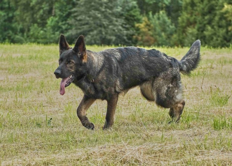 Blue German Shepherd Dog Breed: Info, Pictures, History & More – Dogster