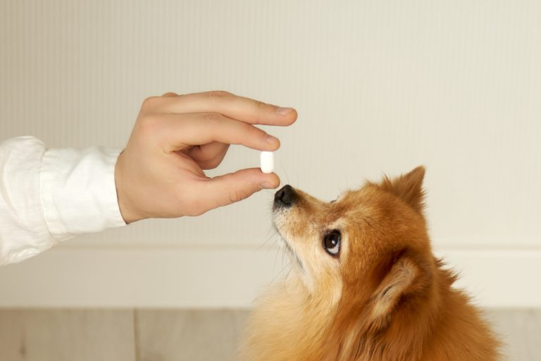 Ursodiol for Dogs: Our Vet Explains the Usage, Dosage & Care – Dogster