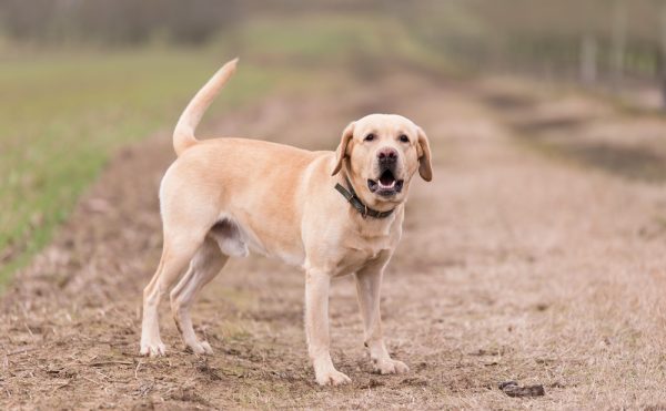18 Surprising UK Dog Bite Statistics to Know in 2026 – Dogster