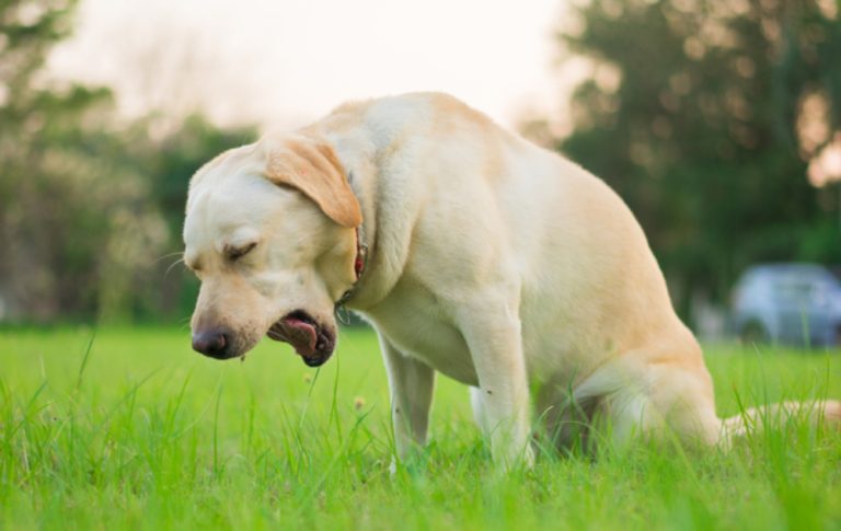 Can Dogs Eat Brazil Nuts? Vet-Reviewed Nutrition Facts & Info – Dogster