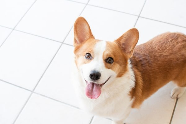 200+ Corgi Names: Ideas for Adorable & Quirky Dogs – Dogster