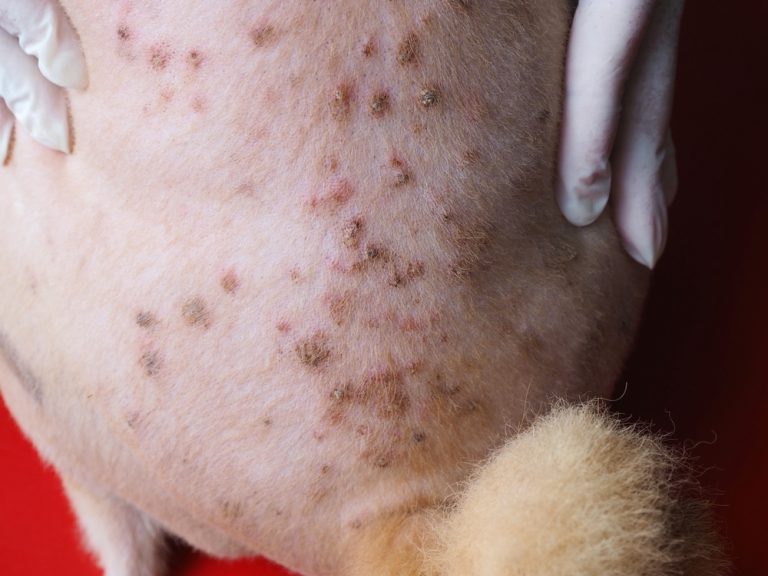 Why Does My Dog Have Scabs on Their Back? 6 Vet-Verified Reasons – Dogster