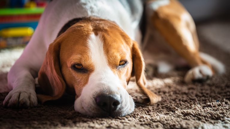 Why Is My Dog Restless at Night? 9 Vet-Reviewed Reasons – Dogster