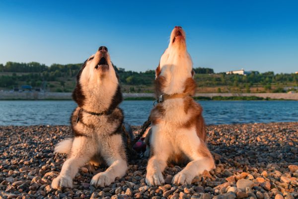 Why Do Huskies Scream? 4 Main Reasons & How to Prevent it – Dogster