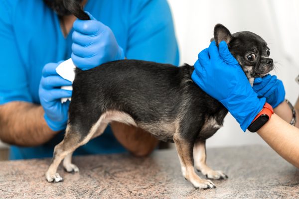 How to Remove Hard Poop From Dog Anus? Our Vet Explains the 4 Tips to ...