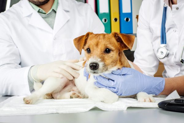 How Much Does It Cost to Spay or Neuter a Dog at PetSmart? 2026 Price ...