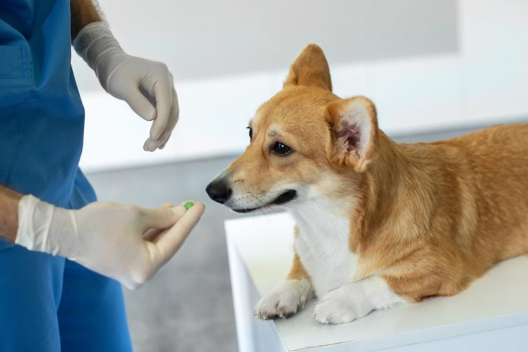5 Common Seizure Medications for Dogs (Vet Answer) – Dogster
