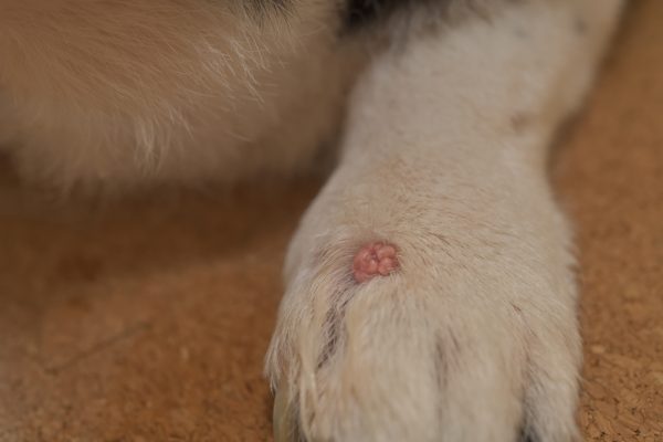 Why Does My Dog Have Warts? Vet Explains Causes, Signs & Treatment ...