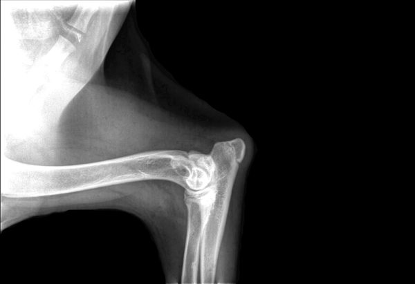 Elbow Dysplasia In Dogs: Our Vet Explains Causes, Signs & Treatment ...