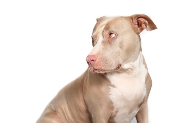 Why Do Dogs Side Eye? Vet-Approved Behavior Explanation – Dogster