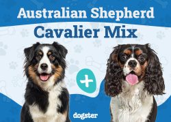 Aussalier Dog Breed: Info, Pictures, Care, & Facts – Dogster