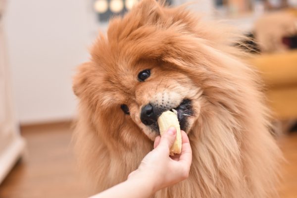 10 Foods With Potassium for Dogs: Vet-Verified Nutrition Facts – Dogster