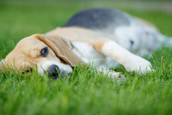How Many Puppies Do Beagles Have? Our Vet's Pregnancy Guide – Dogster