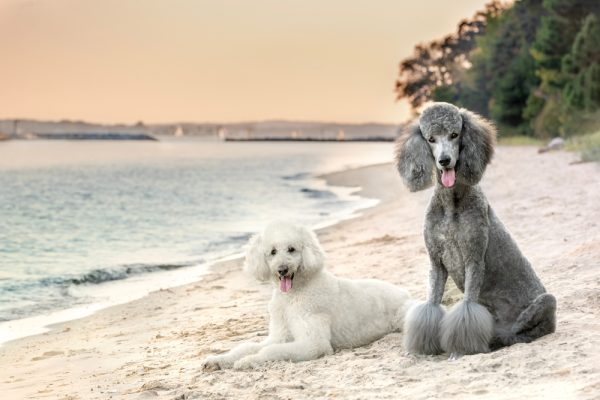 Can Poodles Swim? Vet-Approved Water Guide for Your Pup – Dogster