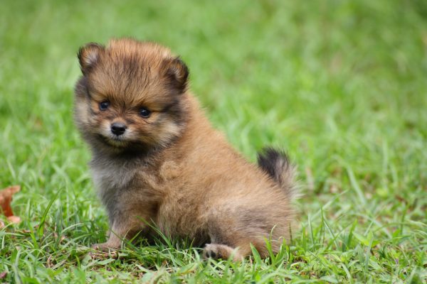 Pomeranian Dog Breed: Info, Pictures, Care & Traits – Dogster