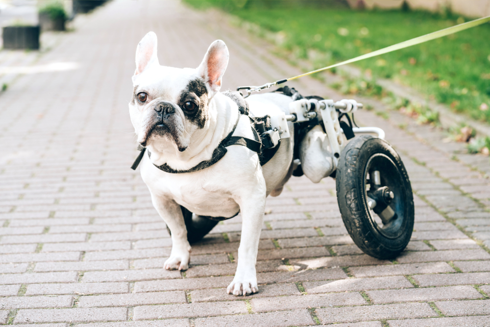 Cavamalt: Breed Info, Pictures, Care Guide & More – Dogster