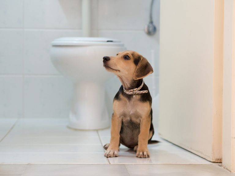 Can You Flush Dog Poop Down the Toilet? Vet-Reviewed Facts & Info – Dogster