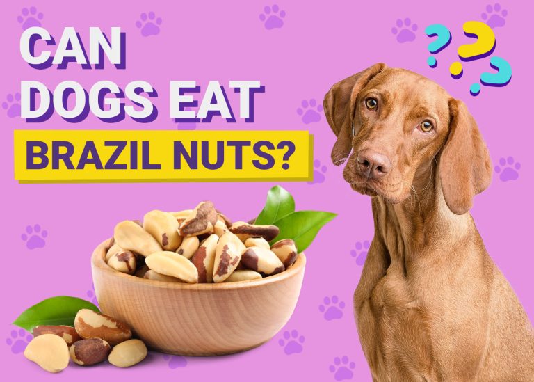 Can Dogs Eat Brazil Nuts? Vet-Verified Nutrition Facts & Info – Dogster