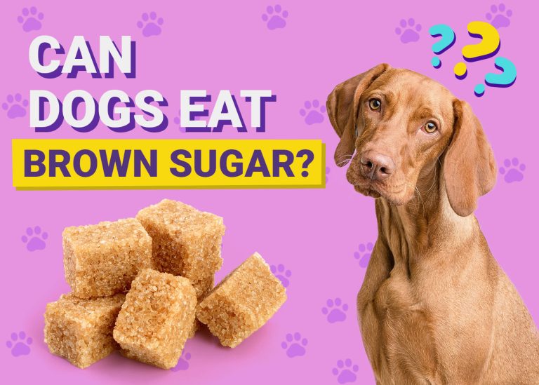 Can Dogs Eat Brown Sugar? Vet-Verified Nutrition Facts & Considerations ...