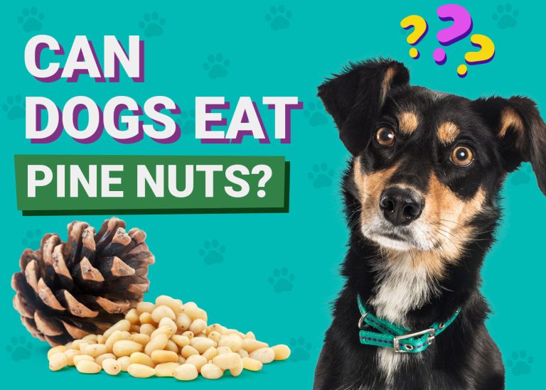 Can Dogs Eat Pine Nuts? Vet-Verified Nutrition Facts & Considerations ...
