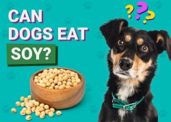 Can Dogs Eat Soy? Vet-Reviewed Nutrition Facts & Info – Dogster
