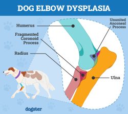 Elbow Dysplasia In Dogs: Our Vet Explains Causes, Signs & Treatment ...