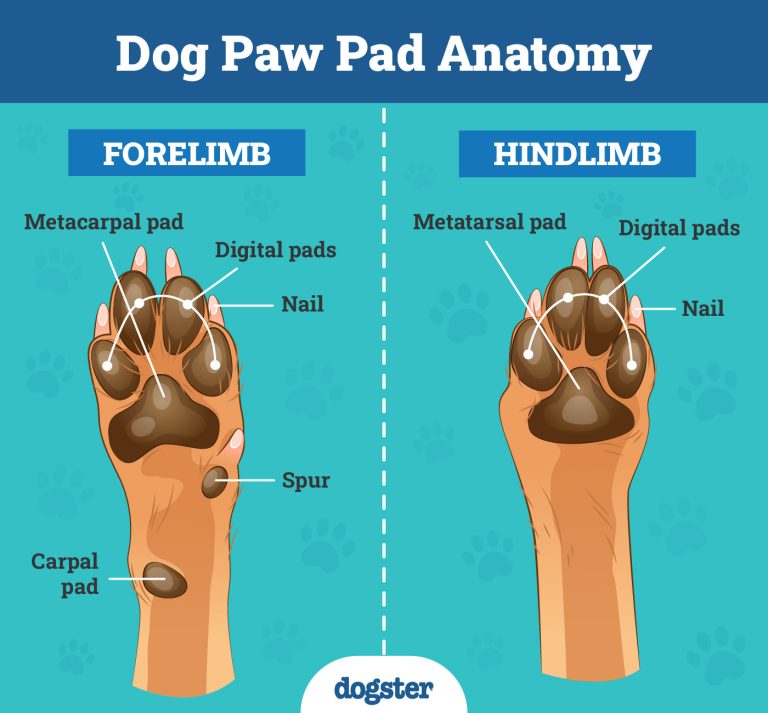 10 Fascinating Facts About Your Dog’s Paws – Dogster