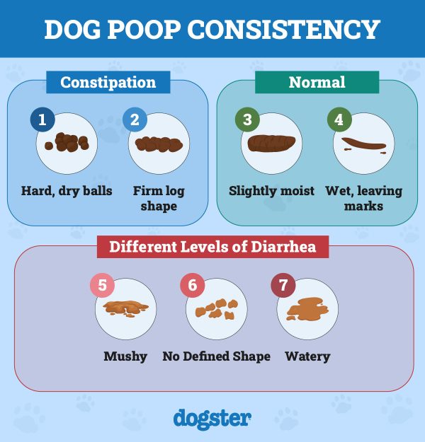 What Does Normal Dog Poop Look Like? Vet-Verified Info & Feces Chart ...